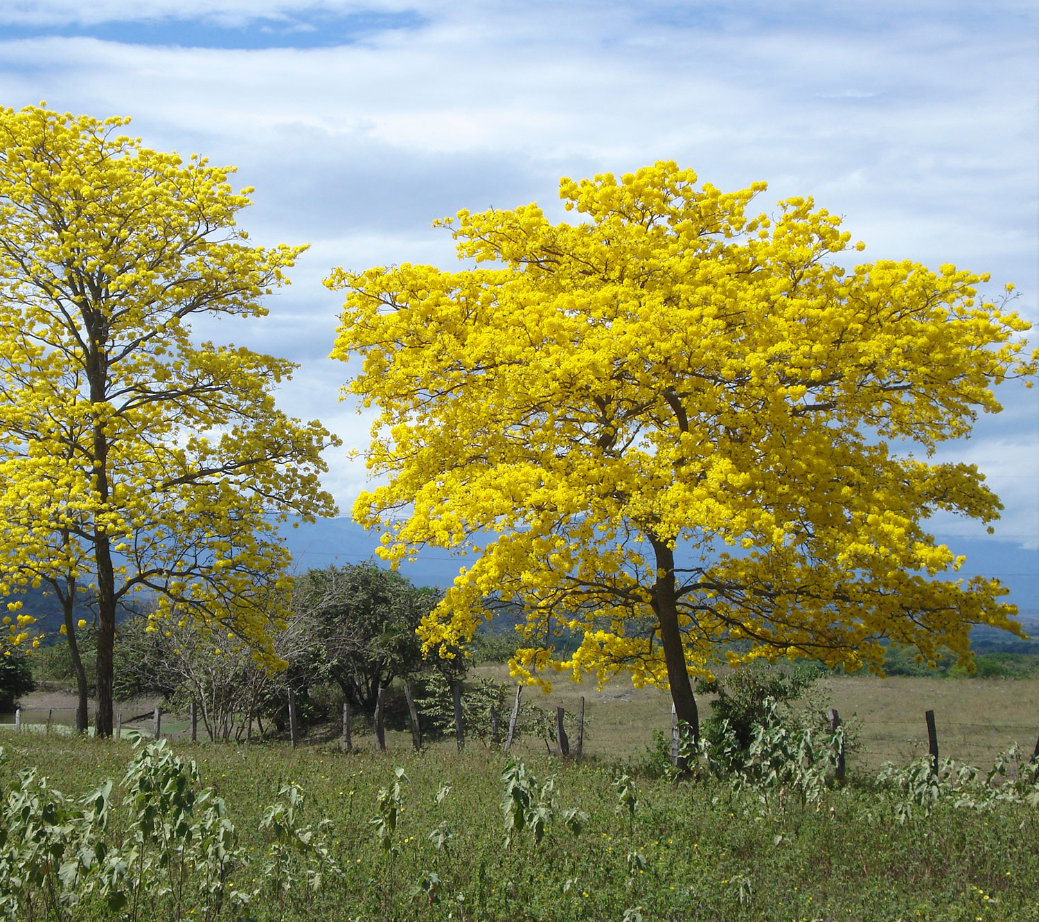EL GATO QUE RUGE: UNA MARAVILLA DE LA NATURALEZA: LOS OCOBOS EN FLOR EN ...