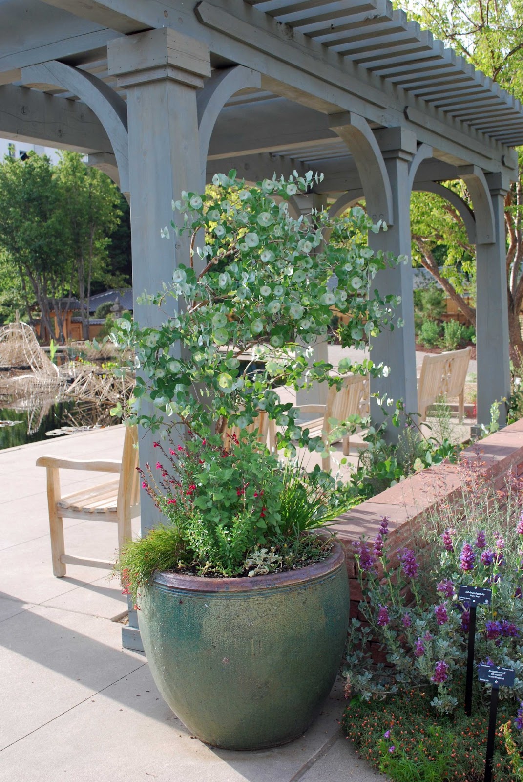 the art garden: Vines, the right way!