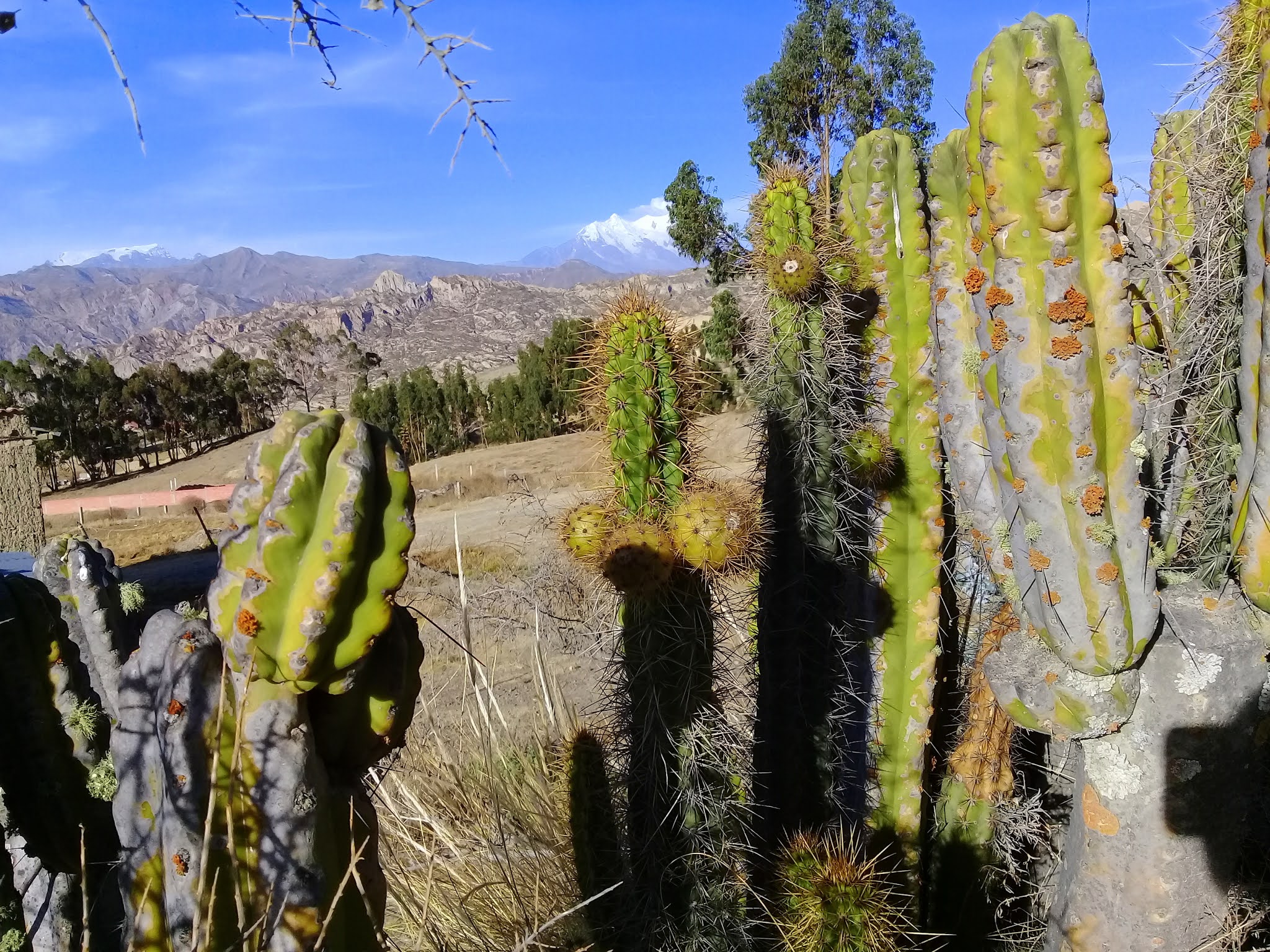 Danzarina en la Naturaleza: Achuma Wachuma Huachuma Guachuma Aguacolla ...