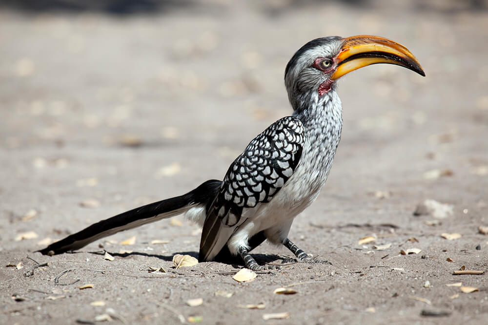 Aves a un pico pegadas: Los cálaos