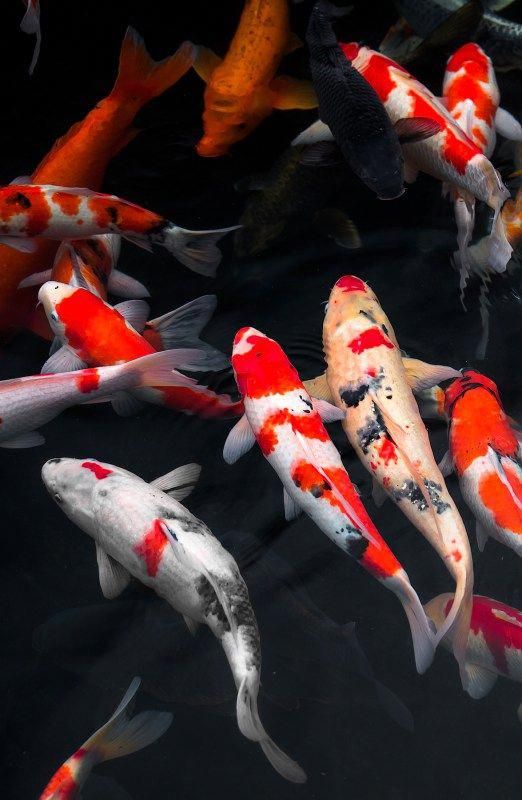 Facts about Koi fish