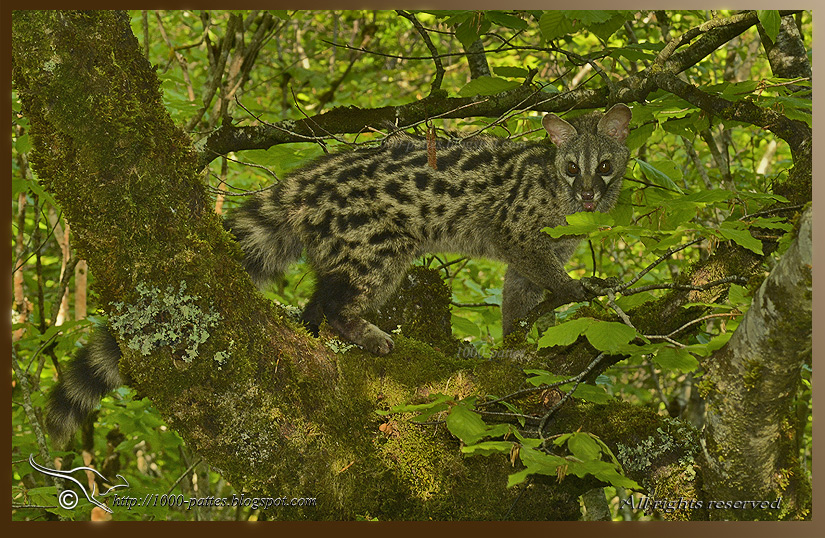 WILDLIFE GATEWAY: Genette commune