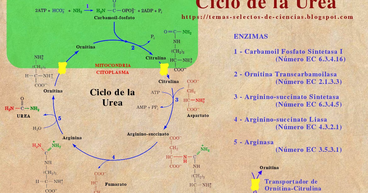 Ciclo de la Urea