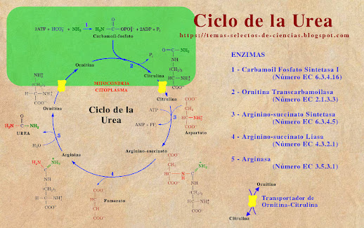 MEDICO EN PROCESO: CICLO DE LA UREA