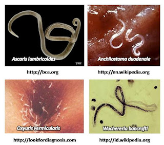 PEMBAGIAN JENIS HEWAN VERTEBRATA DAN AVERTEBRATA | Mix Knowledges Blogs