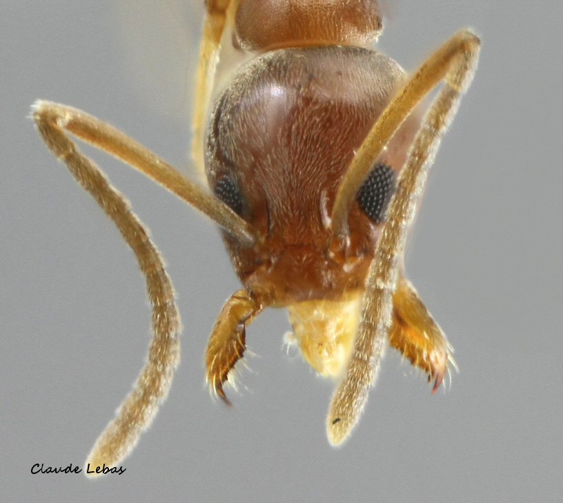 Fourmis d'Australie: Linepithema humile
