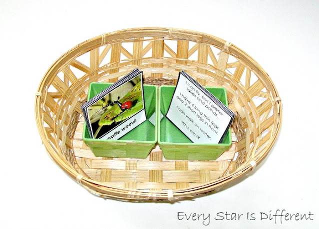Insect Unit 2 with Free Printables - Every Star Is Different