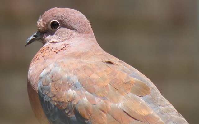 Speel-speel : Duiwe: verse en vrolikhede