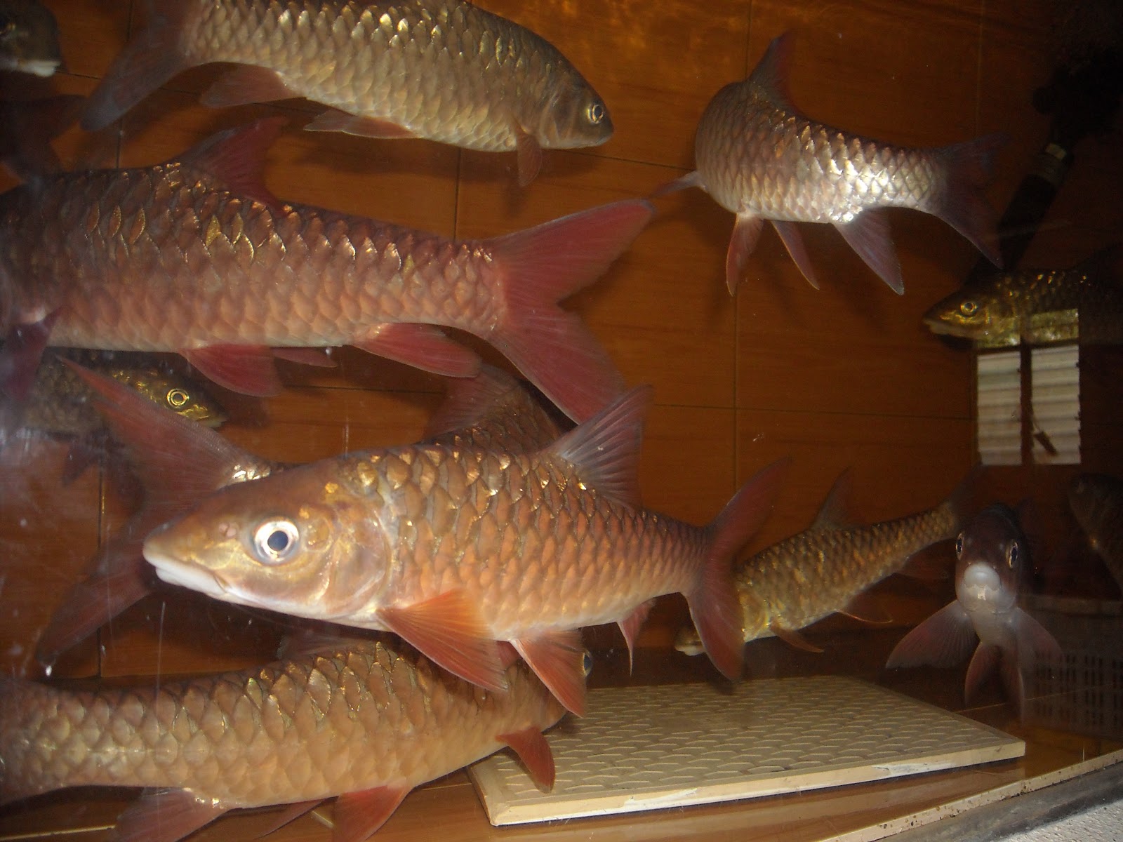 ikan kelah merah bara - TiannataroSawyer