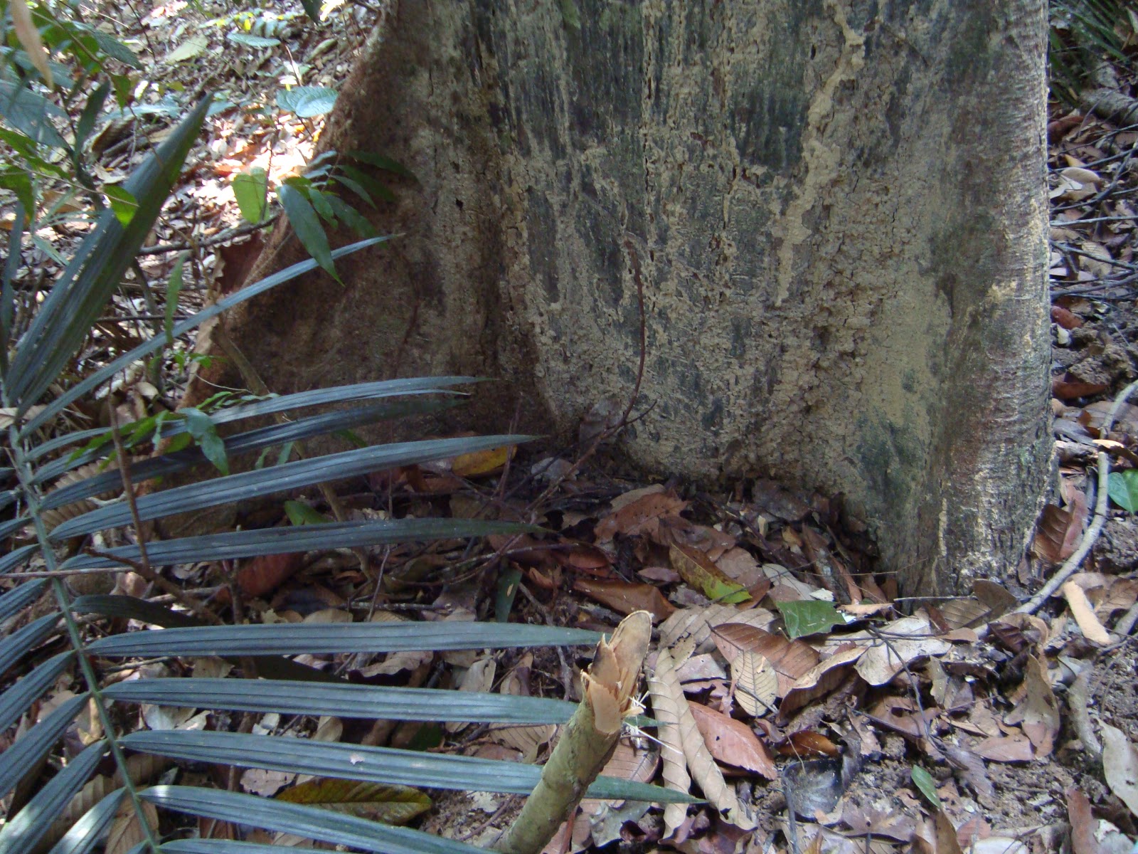 Smart Green: SPESIES TUMBUHAN YANG DITEMUI