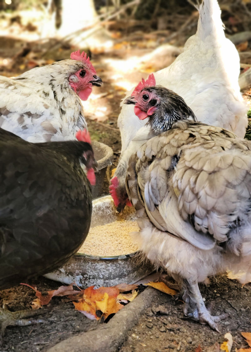 What Is Molting in Backyard Chickens? - Fresh Eggs Daily® with Lisa Steele
