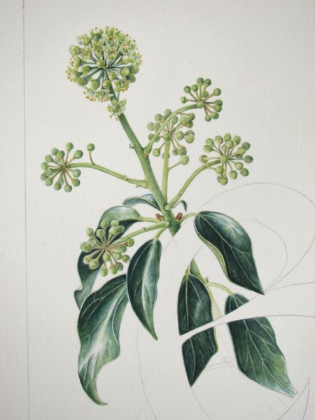 A quiet beauty, Hedera hibernica – Shevaun Doherty