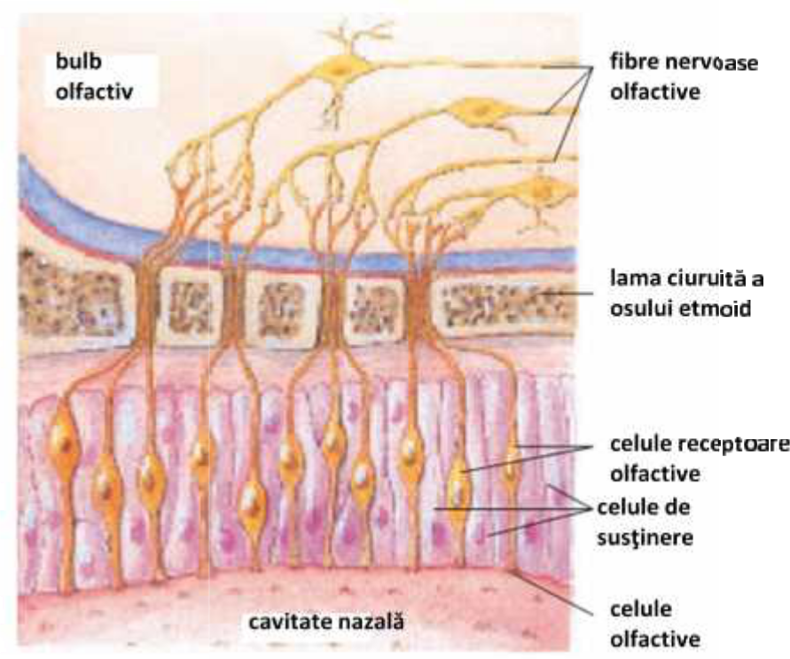 AMG: AMG , ANATOMIE ANUL I REZUMAT , 8 ANALIZATORII,Analizatorul ...