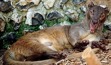Fossa Animals | Amazing Facts & Pictures | All Wildlife Photographs