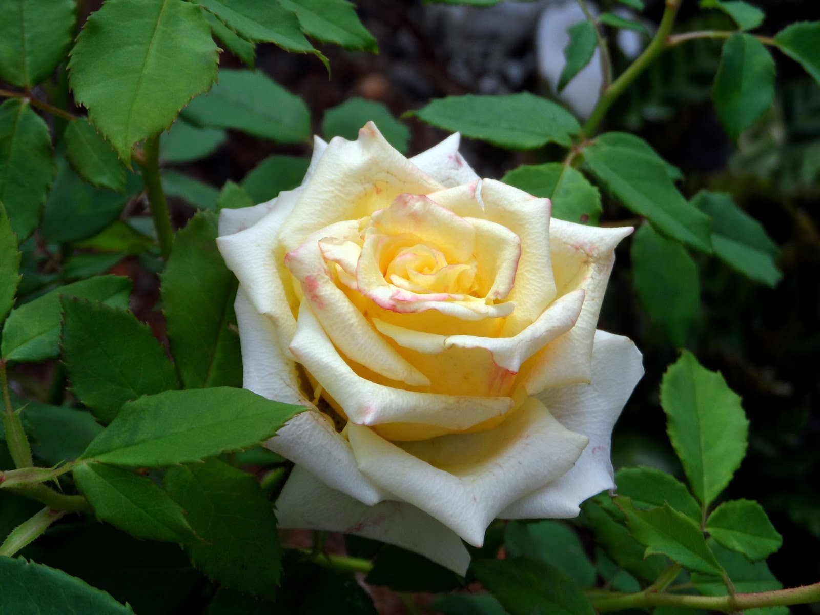 Rosas (Rosa spp.) | A planta da vez