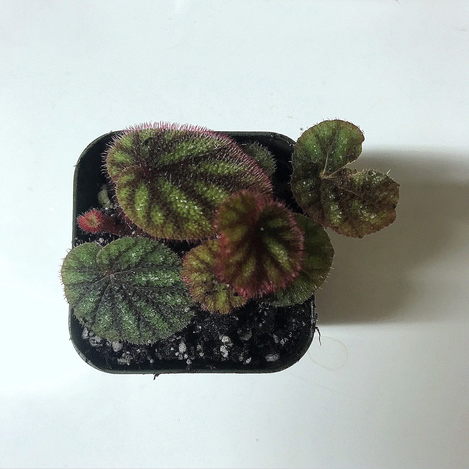 danger garden: In Search of Small Things, at Emily's Place