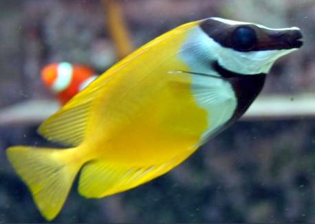 Species Rabbitfish | Good Picture Animals