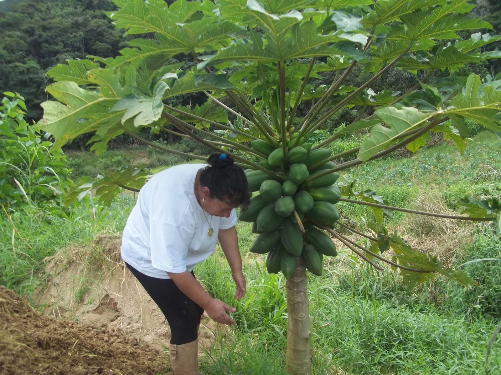 VALERIA FERNANDES Doces caipira e pastéis exóticos