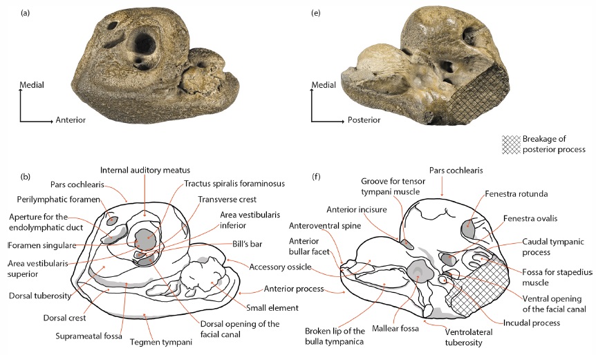 The Coastal Paleontologist: 2020 in review: advances in marine mammal ...