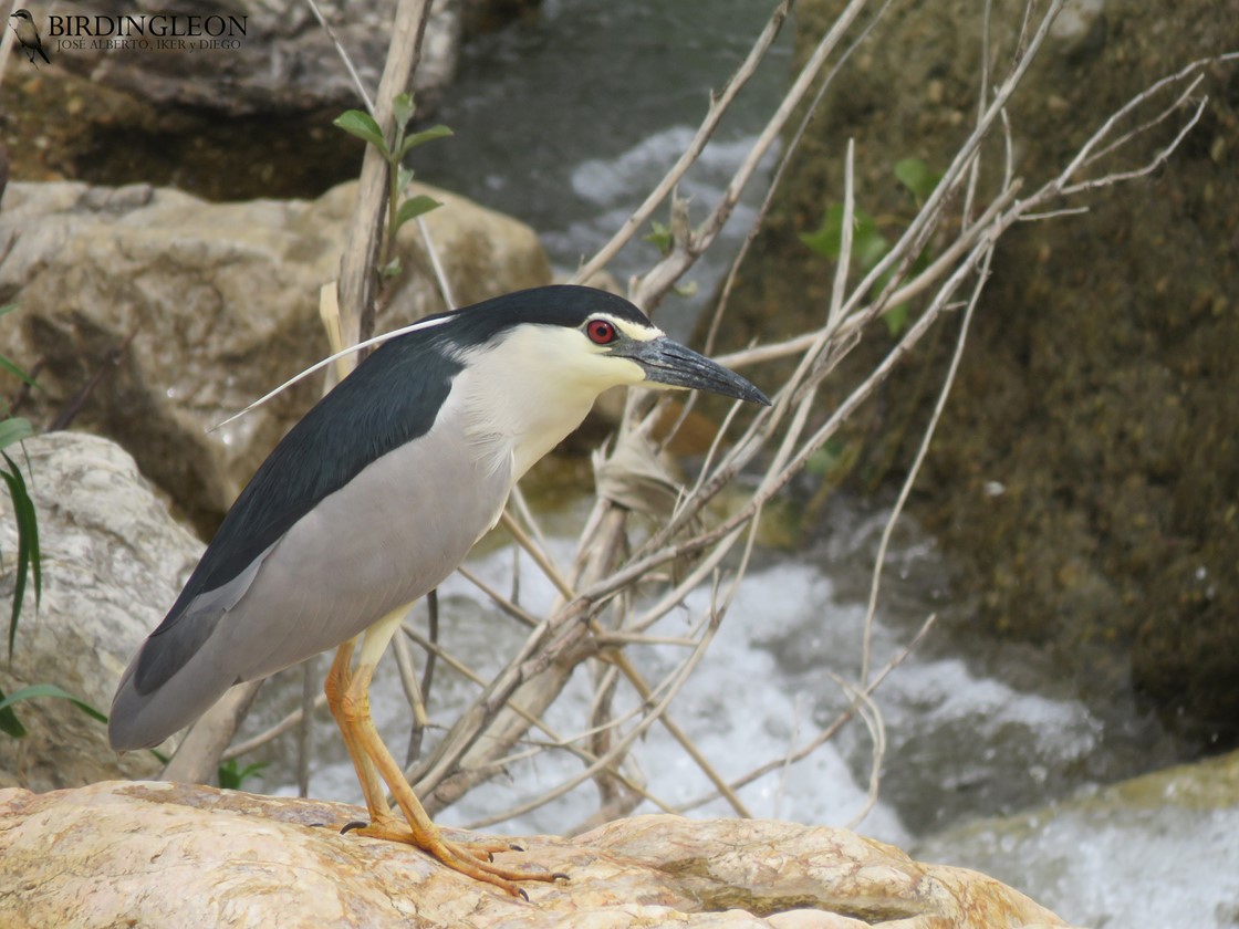 BIRDINGLEON: ¡MARTINETE COMÚN, el Cuervo de la noche!