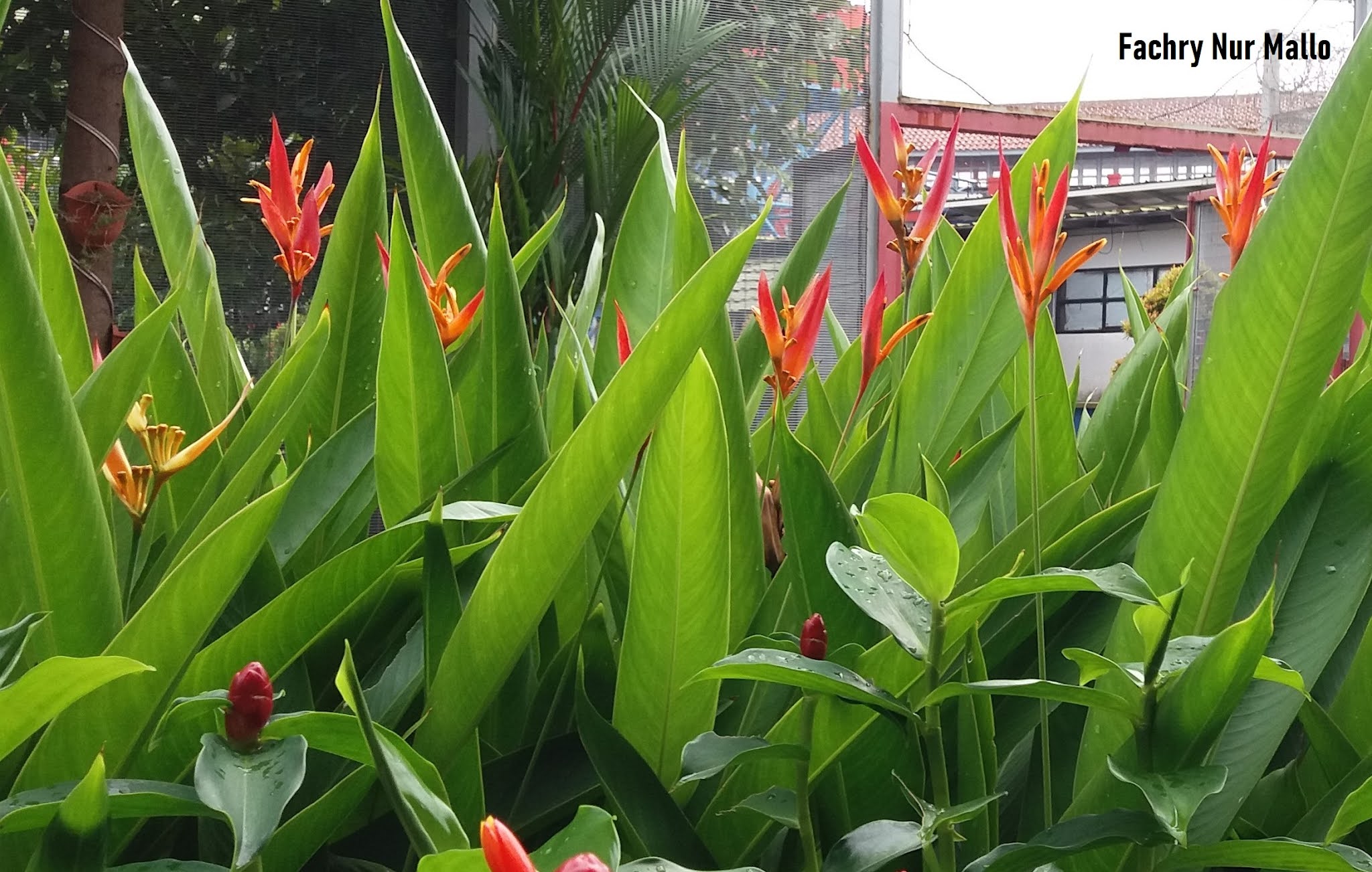 Fachry Nur Mallo: CATATAN JENIS TUMBUHAN BERBUNGA YANG DIKONSUMSI ...