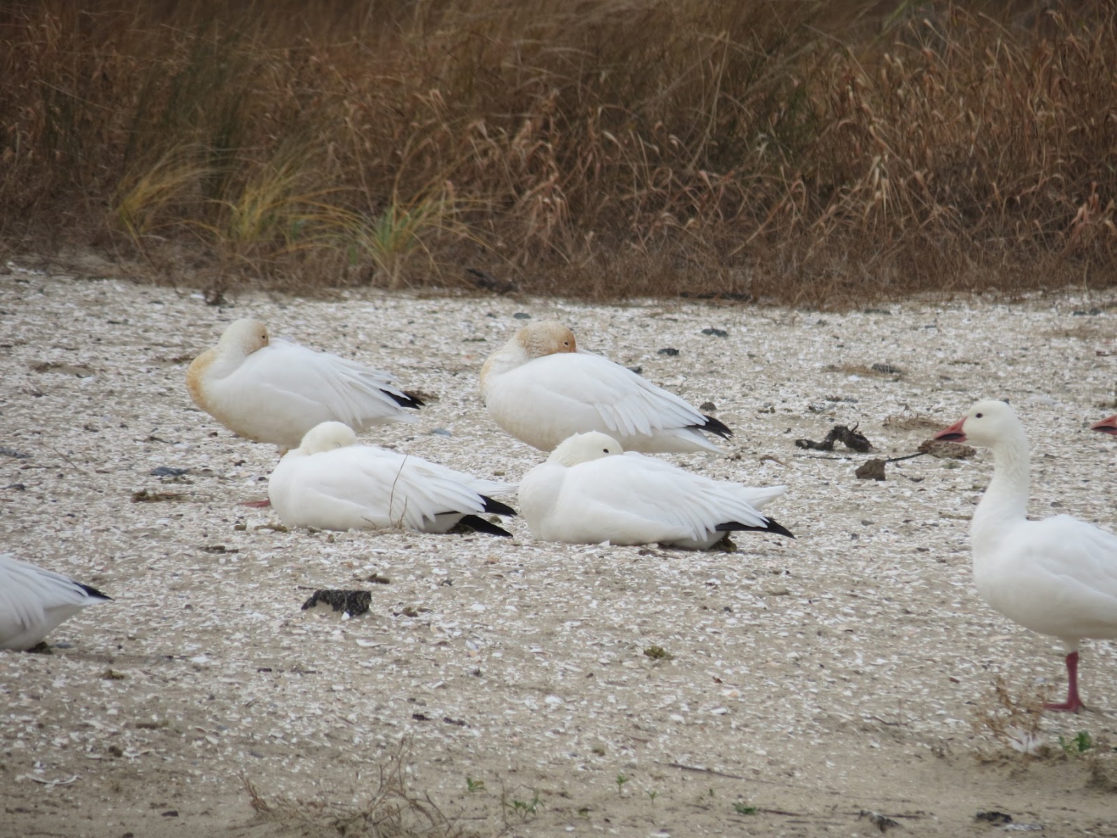Viewing nature with Eileen: Snow Geese