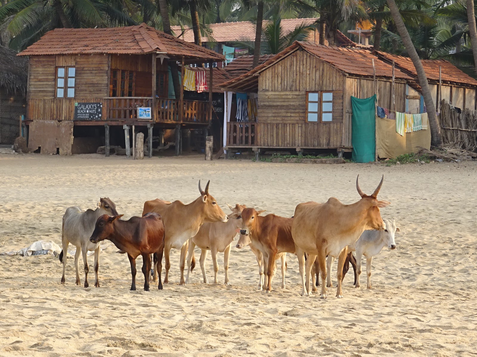 Vintage Vixen: Goan Back To My Roots - Further Adventures In India