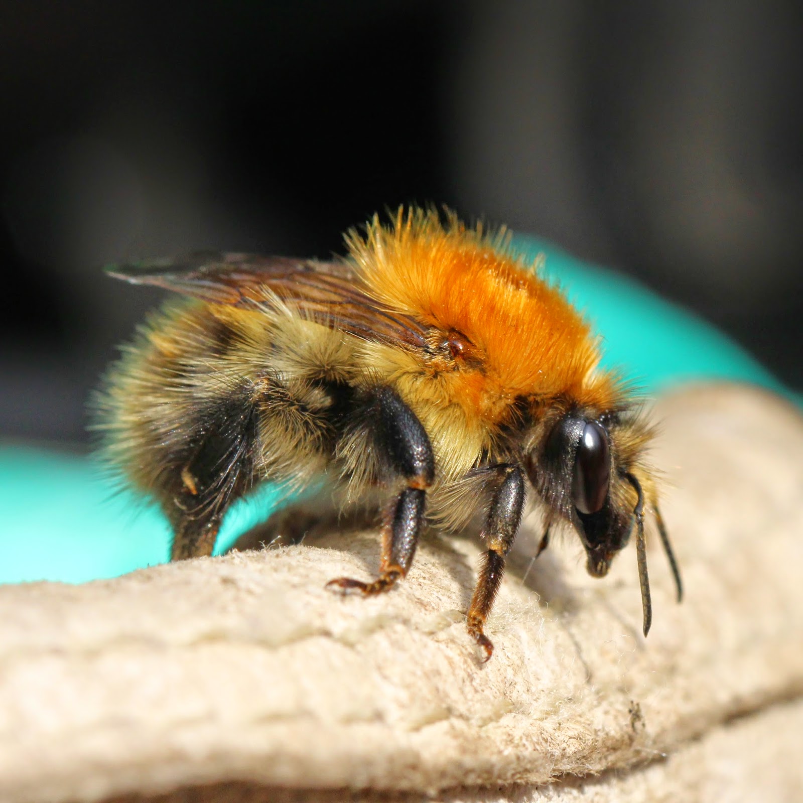 TrogTrogBlog: Common carder bee