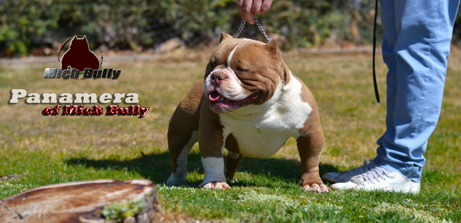 Cria y Seleccion del American Bully: Machos