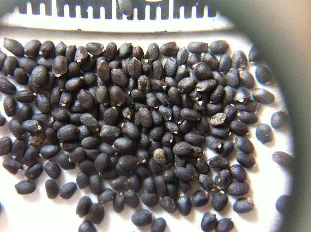 Basil: The Ultimate Guide