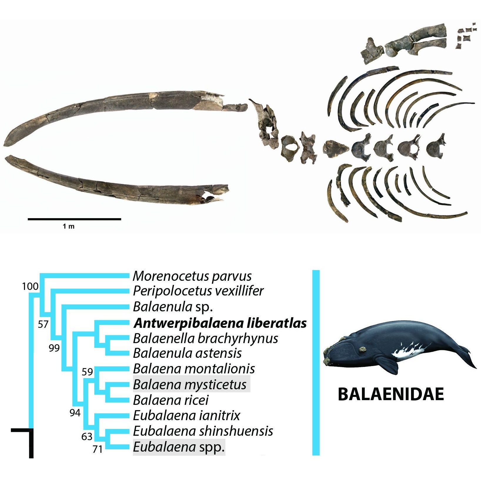 Species New to Science: [PaleoMammalogy • 2020] Antwerpibalaena ...