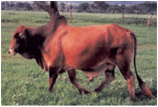 MITIKI -KILIMO KWANZA: MPWAPWA BREED - Mbegu bora ya ng'ombe iliyosahaulika