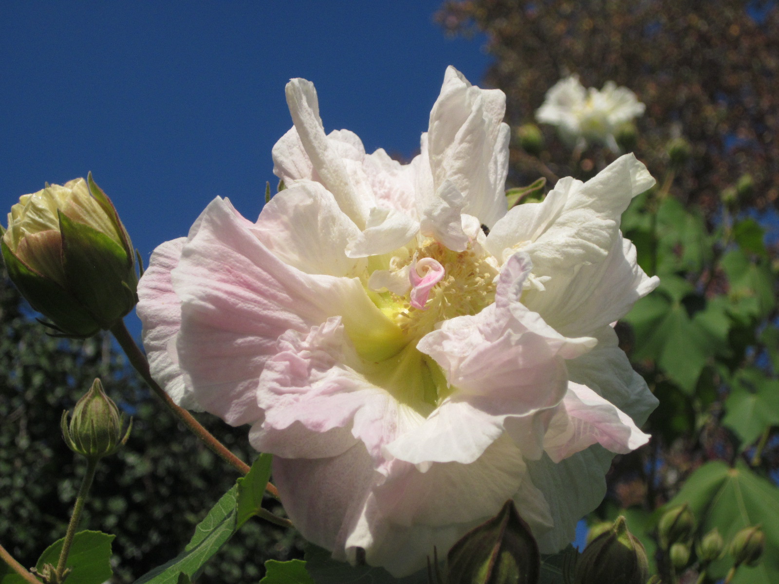 hidden art of homemaking: Confederate Rose