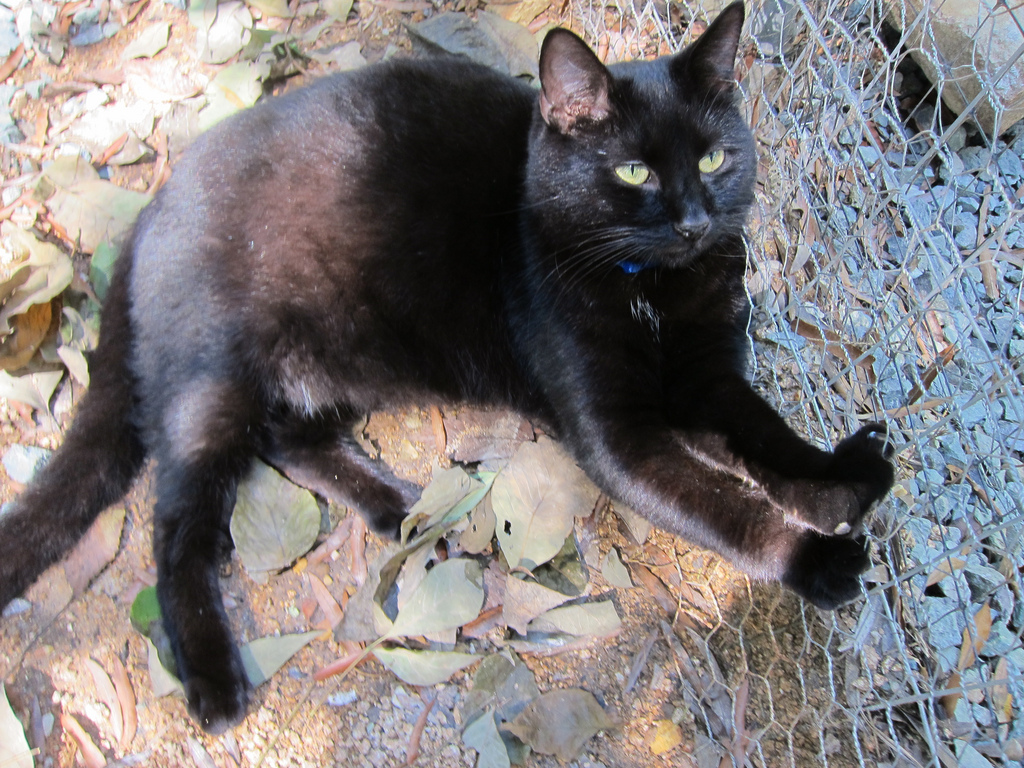 Cat of the Week: Omar - Goathouse Refuge