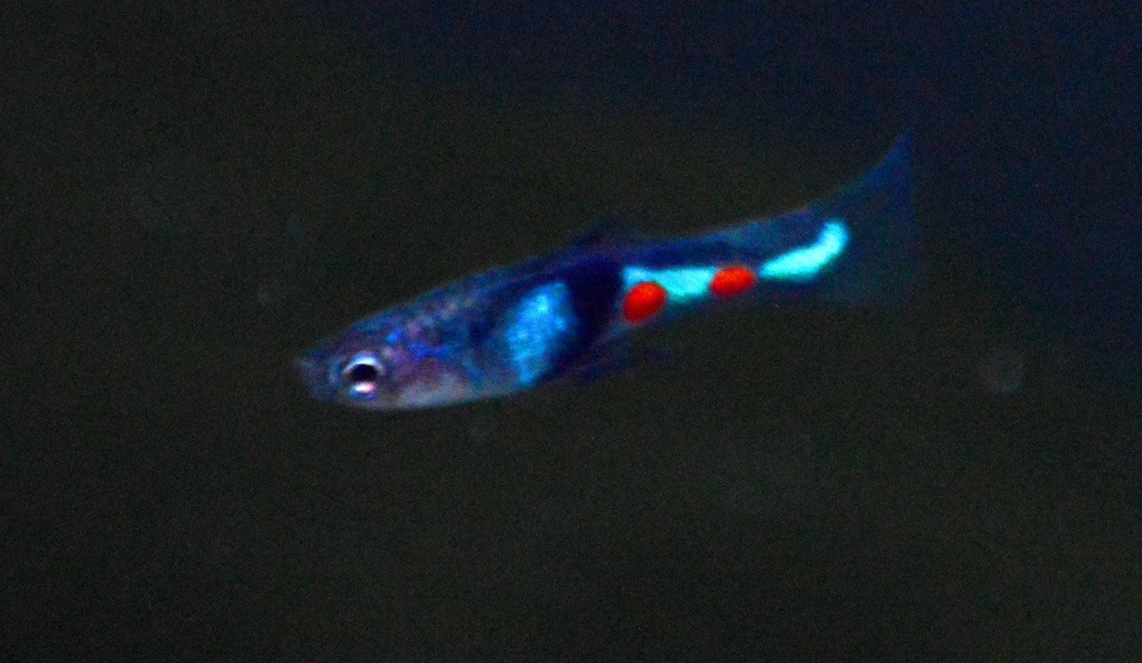 Amateur Aquatics - Keeping Fish - Breeding Livebearers - Endlers Part 1 ...