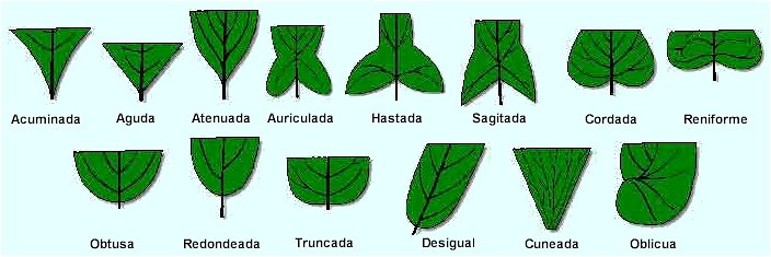 Descripción de la morfología de una planta parte2 Base de la hoja ...
