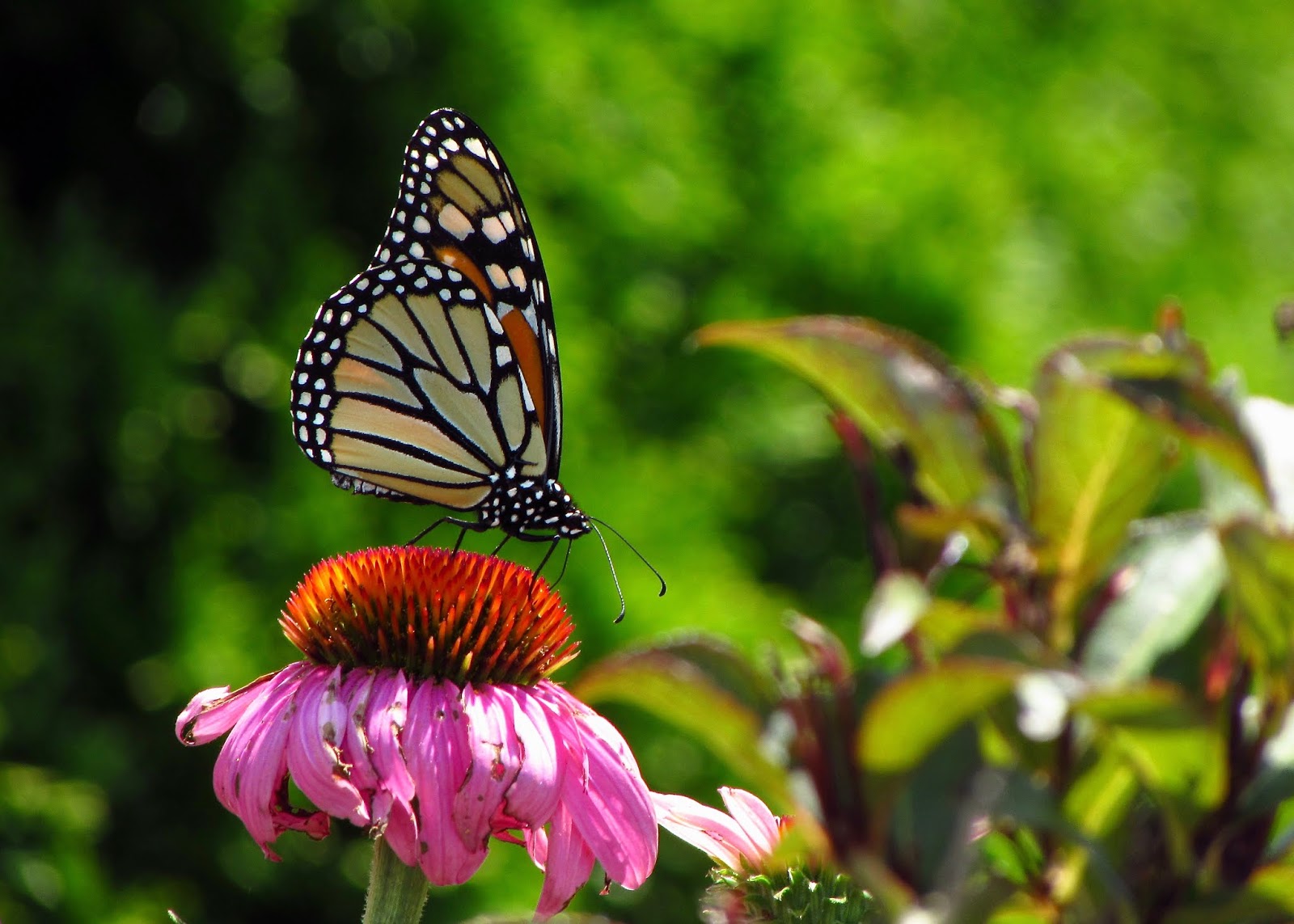 Life In Robin's Nest: Butterfly Season