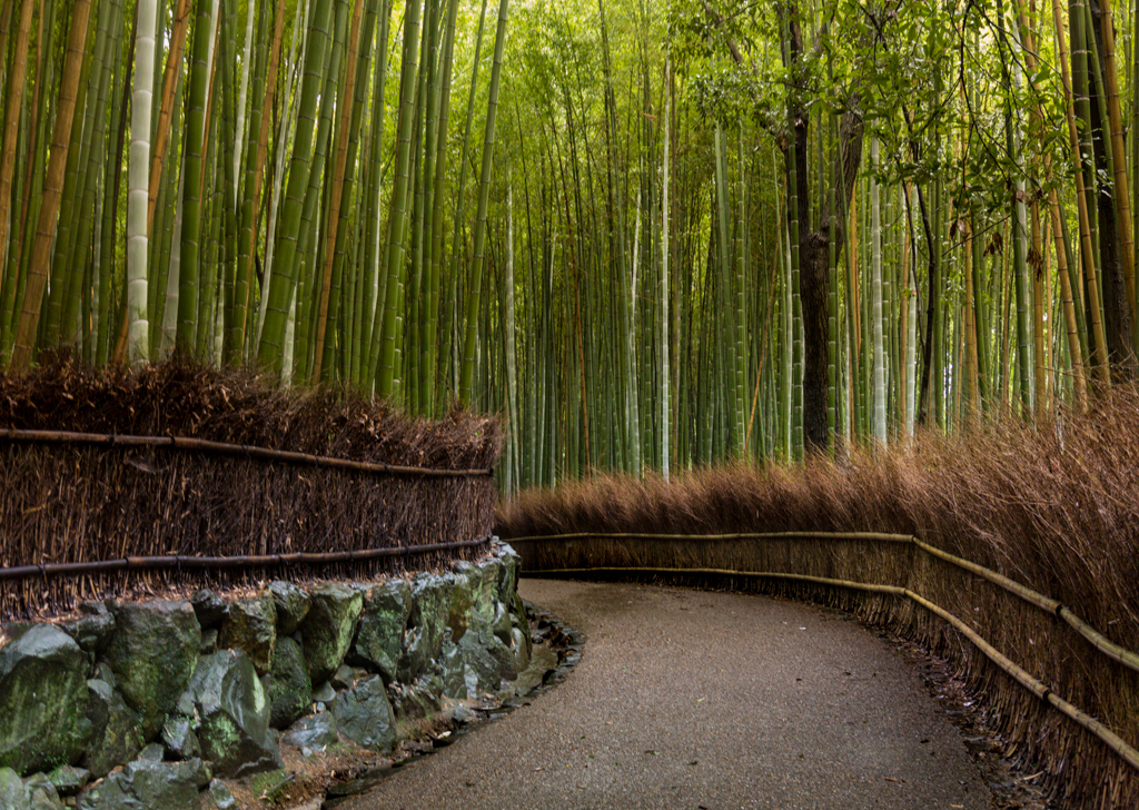Bosque de Bamboo de Arashiyama | photoVaras