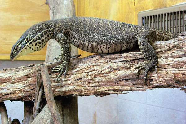 Jenis - jenis atau Macam - macam Varanidae / Varanus / Varanatic ...