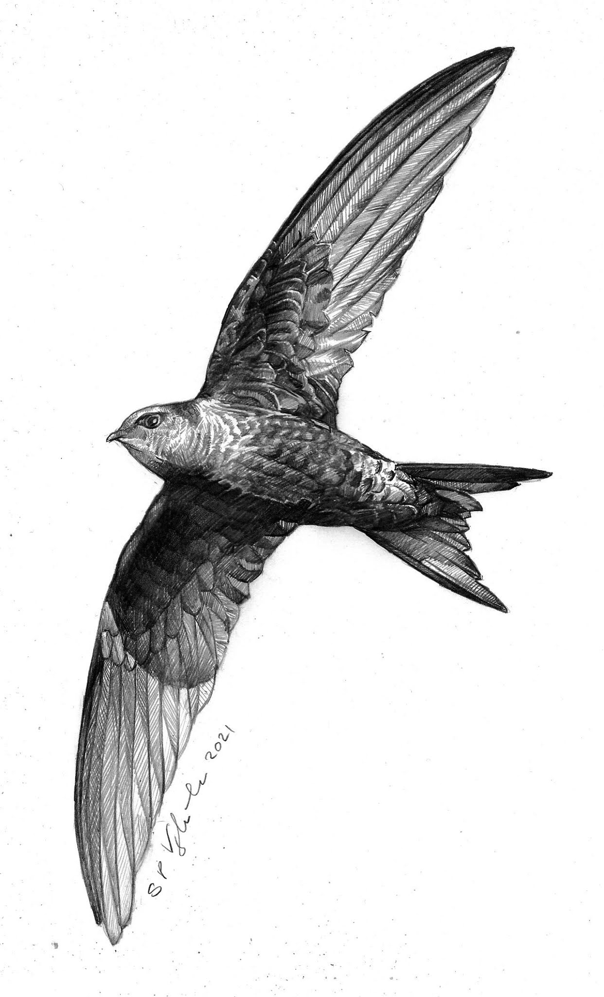 Drawing from experience...: Swift (Apus apus)