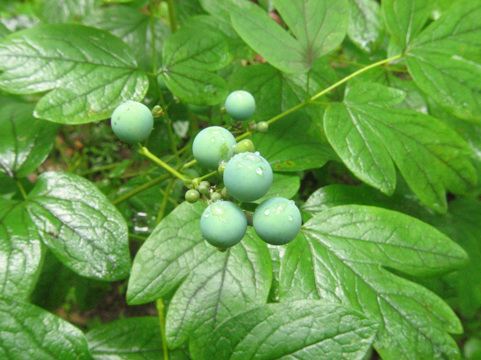 Trees Planet: Caulophyllum thalictroides - Blue Cohosh