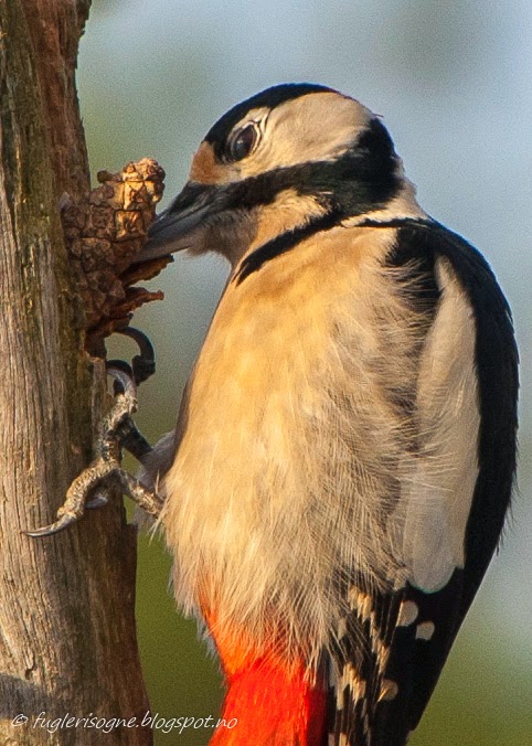 Fugler i Søgne: Spettesmie i hagen