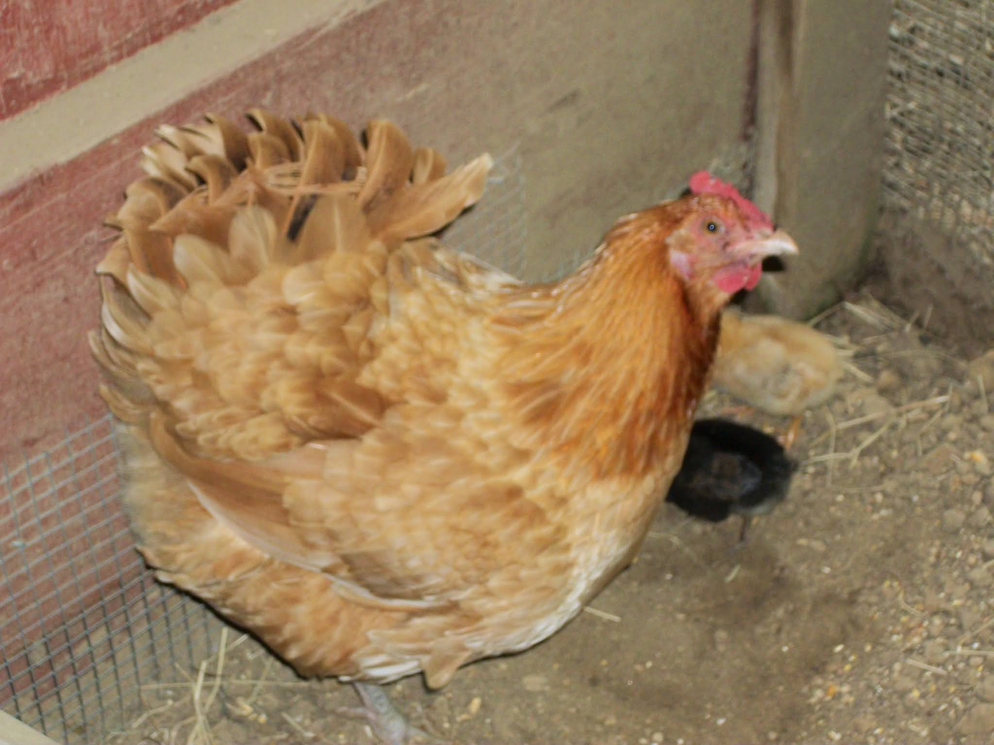 Henny Penny Lane: Hens on Henny Penny Lane