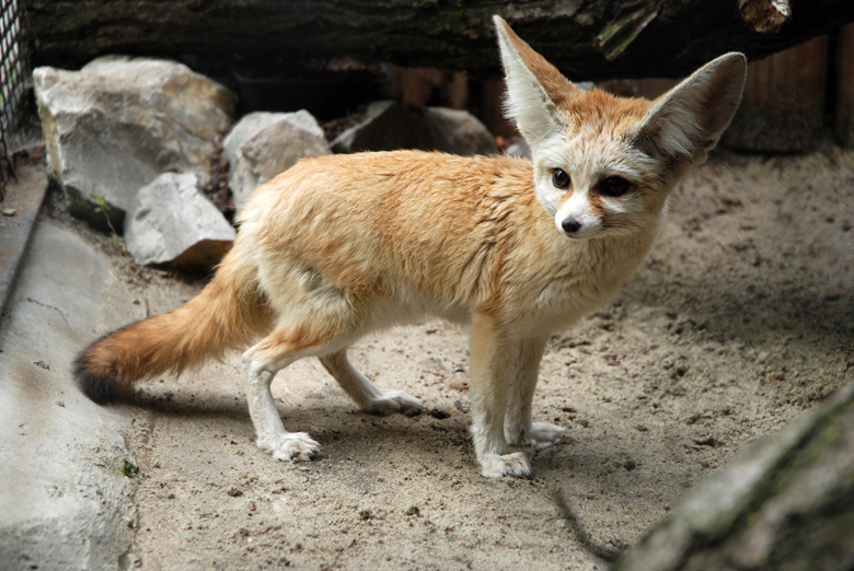 Zwierzęta Afryki: Fenek