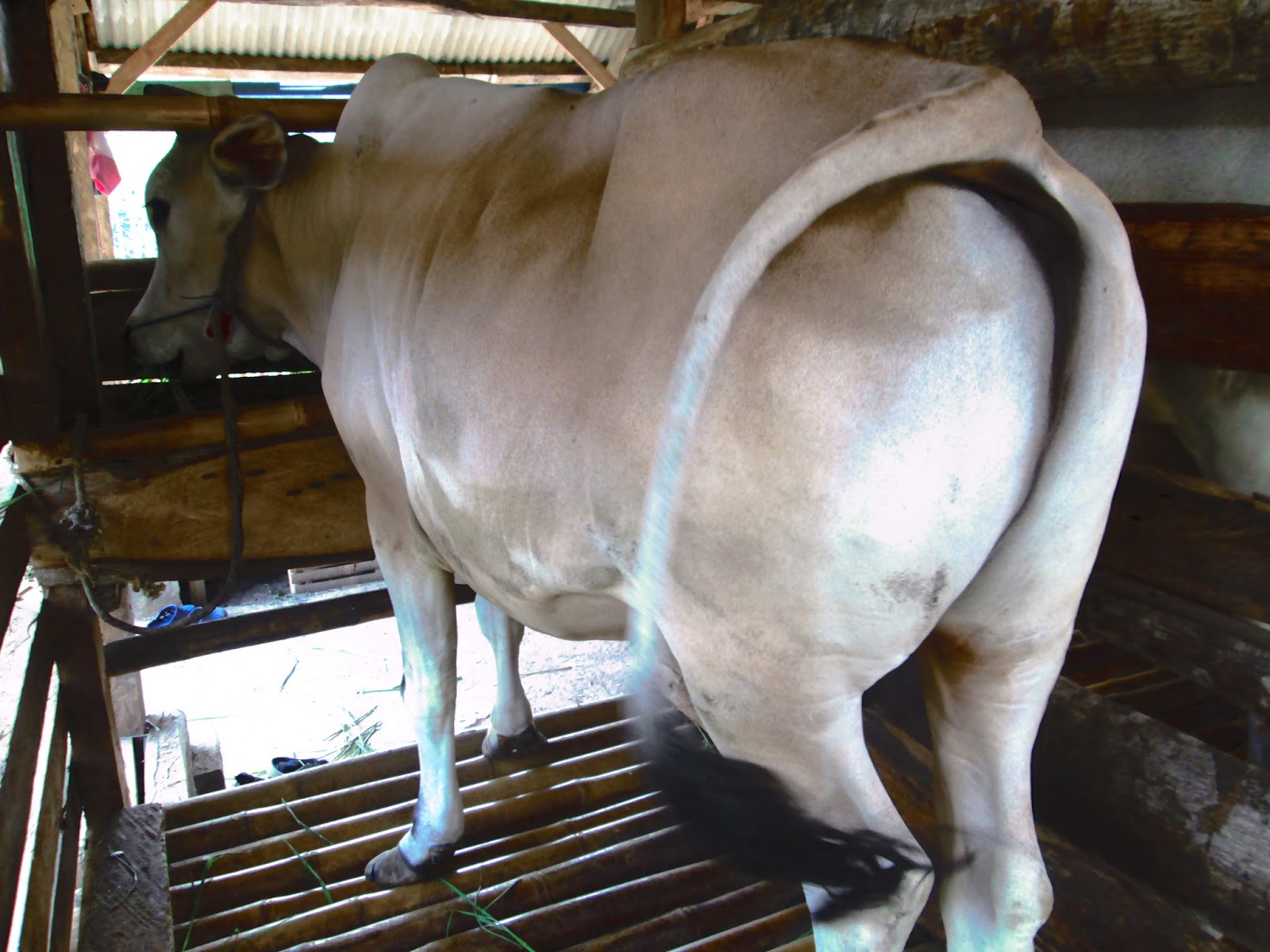 Pusat Jual Sapi & Domba Qurban MURAH di Bandung | PusatSapi.com