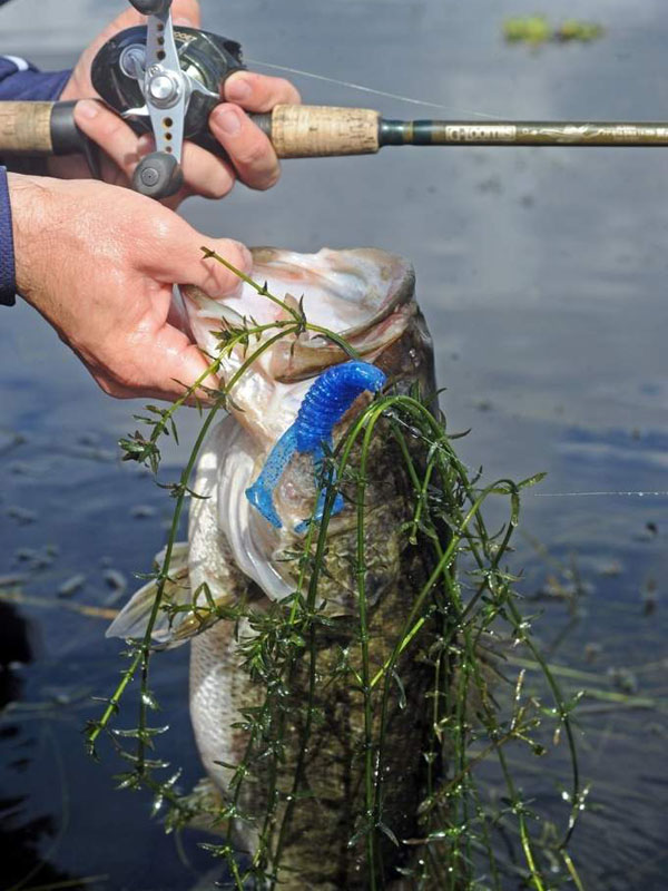 Aquatic Plant Management Society Blog: How Much Hydrilla? The Kissimmee ...