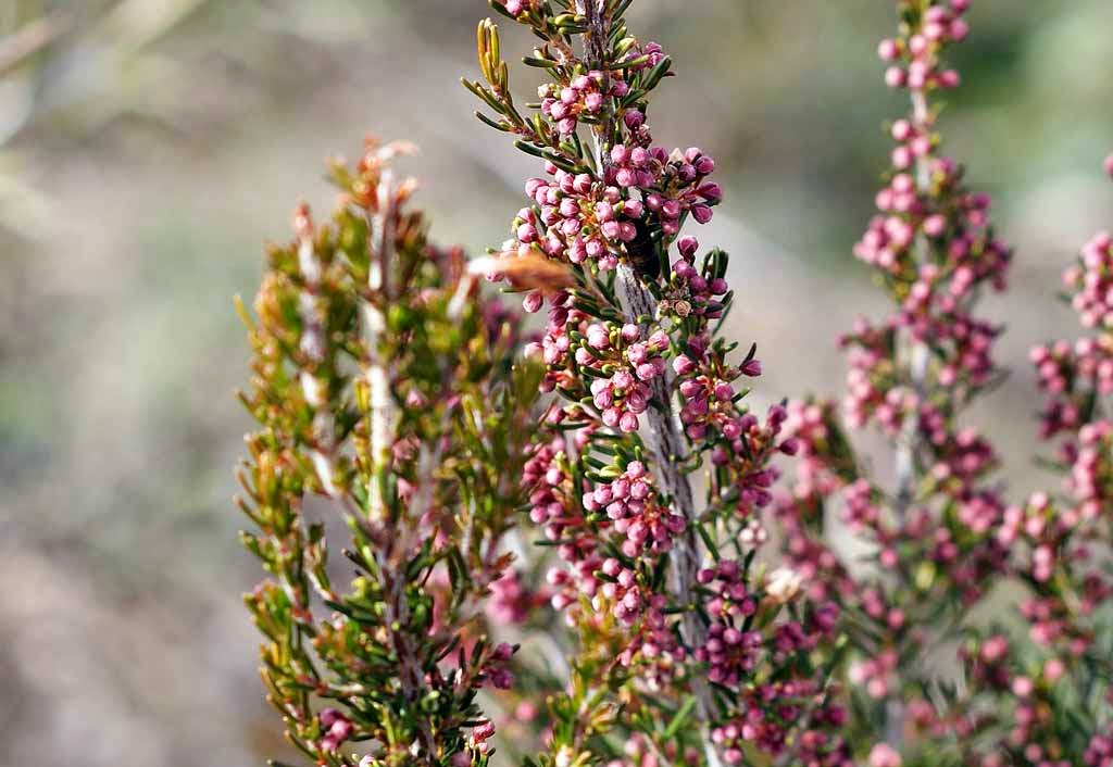Turismo Abaurrea: Erica arborea
