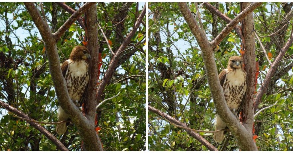Viewing nature with Eileen: Florida Raptors