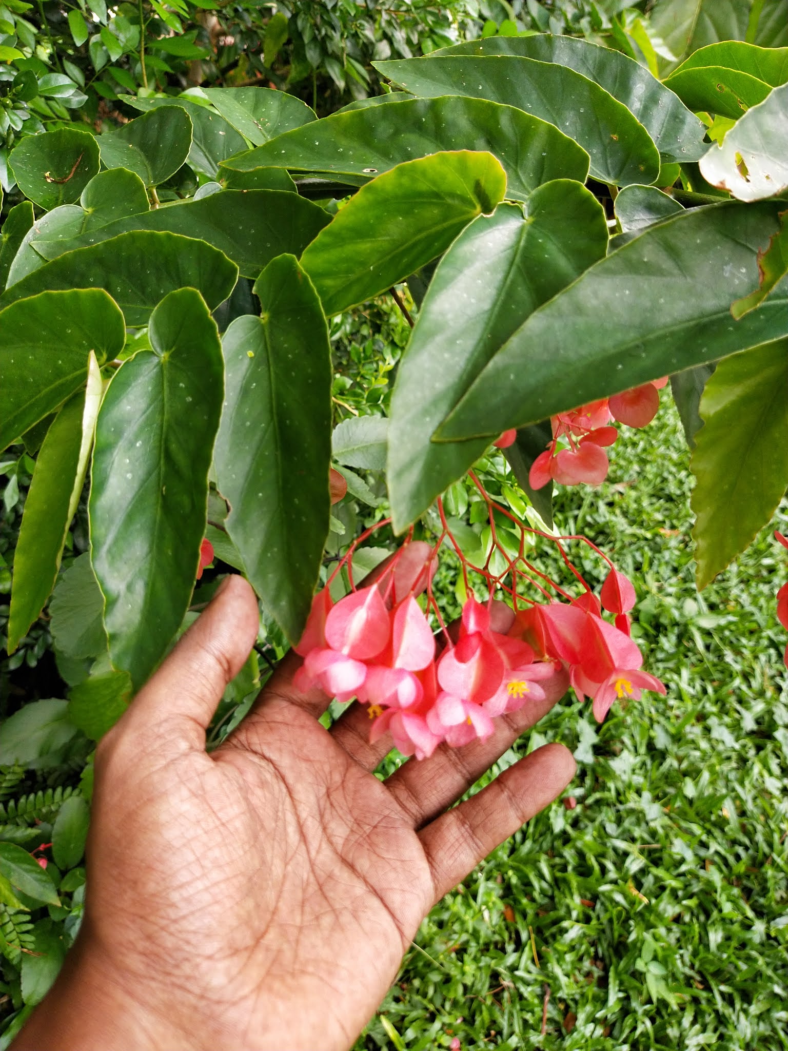 Garden Chronicles of James David: 42 Different Types Cane Begonias ...
