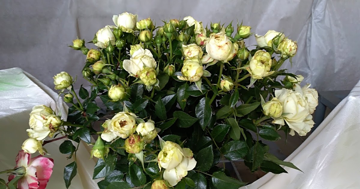 Ranczo Elma: Róża (Rosa) Lemon Rokoko